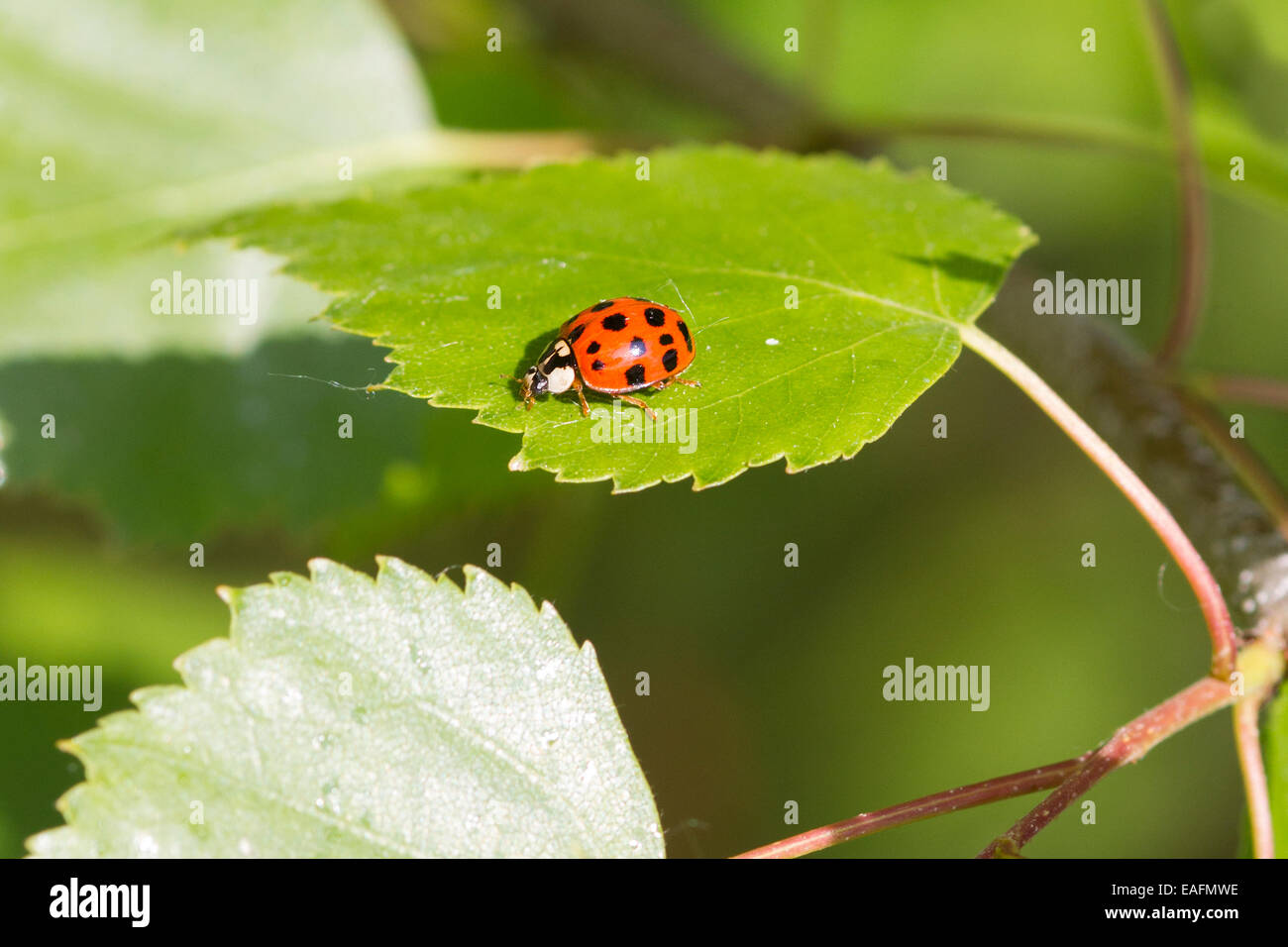 ladybird on a leaf close up Stock Photo - Alamy