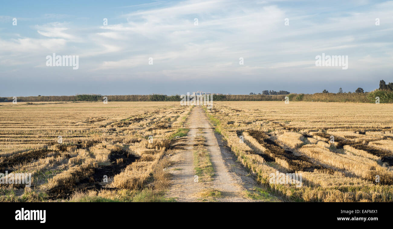 Albufera burnt rice plantations with track and skyline of city Stock ...