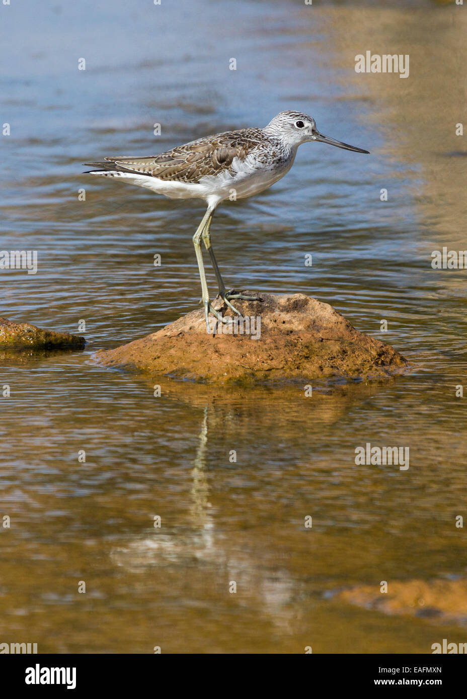 Wader wings hi-res stock photography and images - Alamy