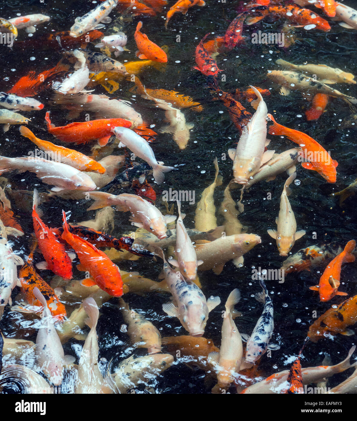 Many large fishes are splashing at the water surface Stock Photo - Alamy