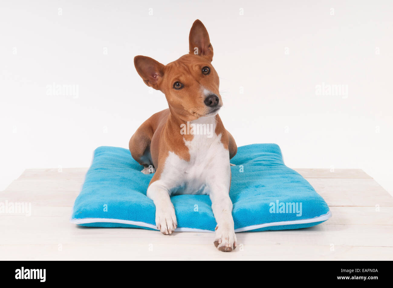 Basenji Bitch 4 years old lying blue pet bed Studio picture against ...
