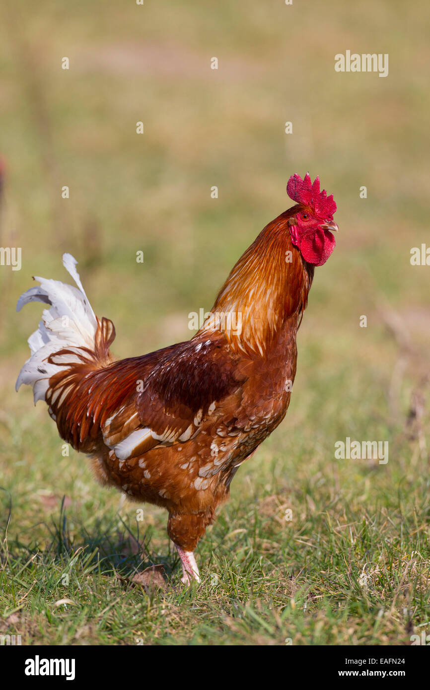 Domestic Chicken Gallus gallus domesticus Cock standing meadow Germany ...