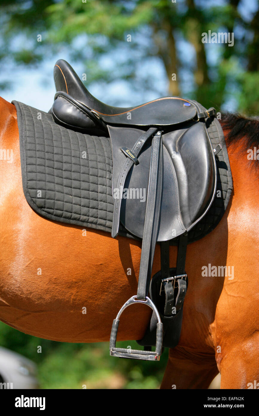 Dressage saddle Germany Stock Photo - Alamy