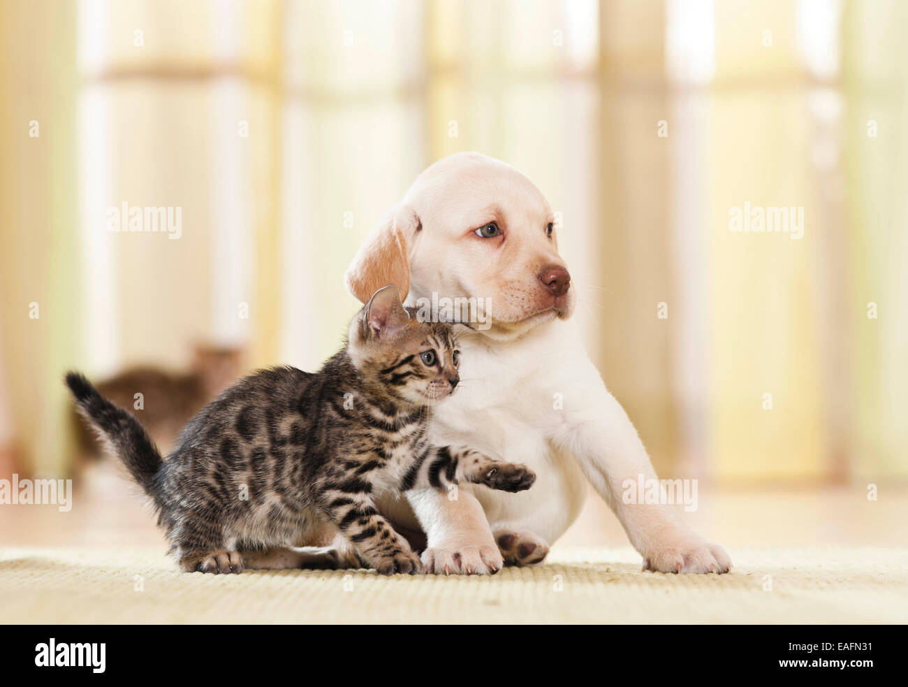Labrador Retriever Bengal Cat Puppy kitten next to each other watching ...
