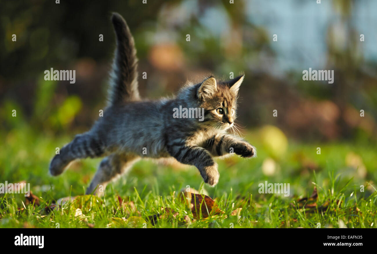 Norwegian forest cat running hi-res stock photography and images - Alamy