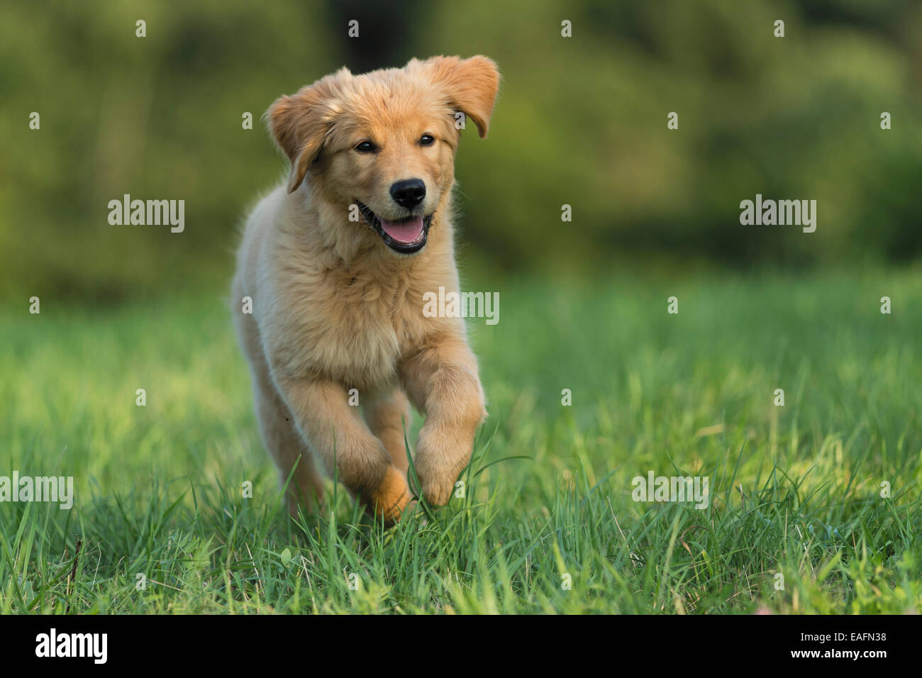 Golden Retriever Puppy running grass Germany Stock Photo - Alamy