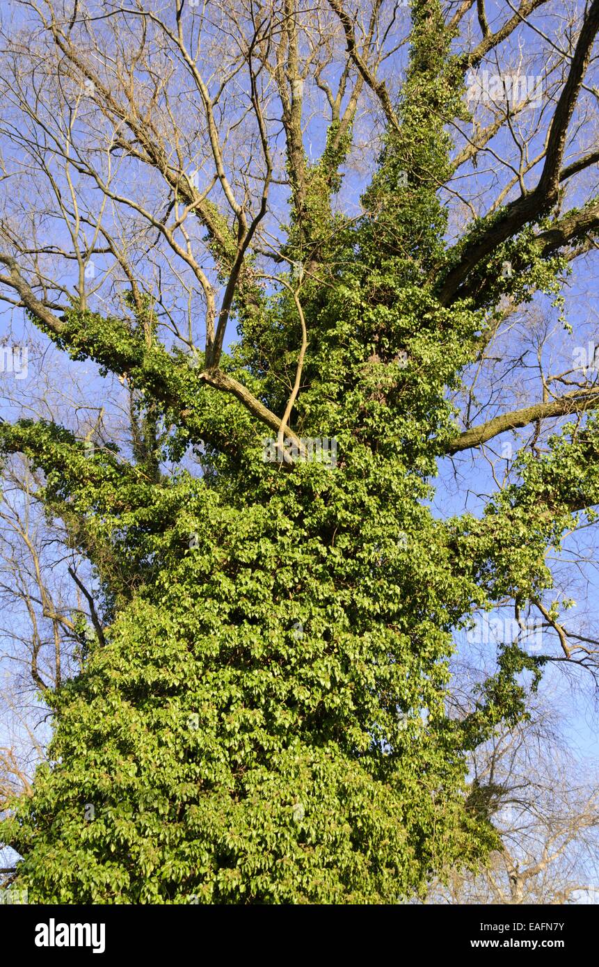 Common ivy (Hedera helix Stock Photo - Alamy