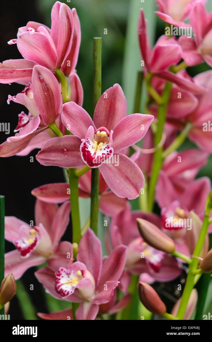 Cymbidium flower orchid hi-res stock photography and images - Alamy