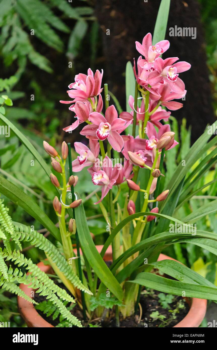 Cymbidium hi-res stock photography and images - Alamy