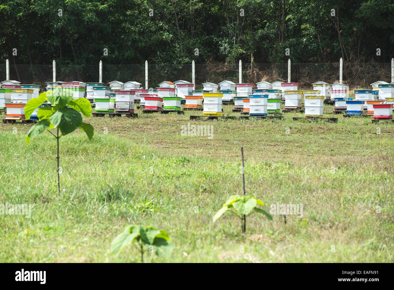 Beehives in bee farm. Forest of acacia trees Stock Photo - Alamy