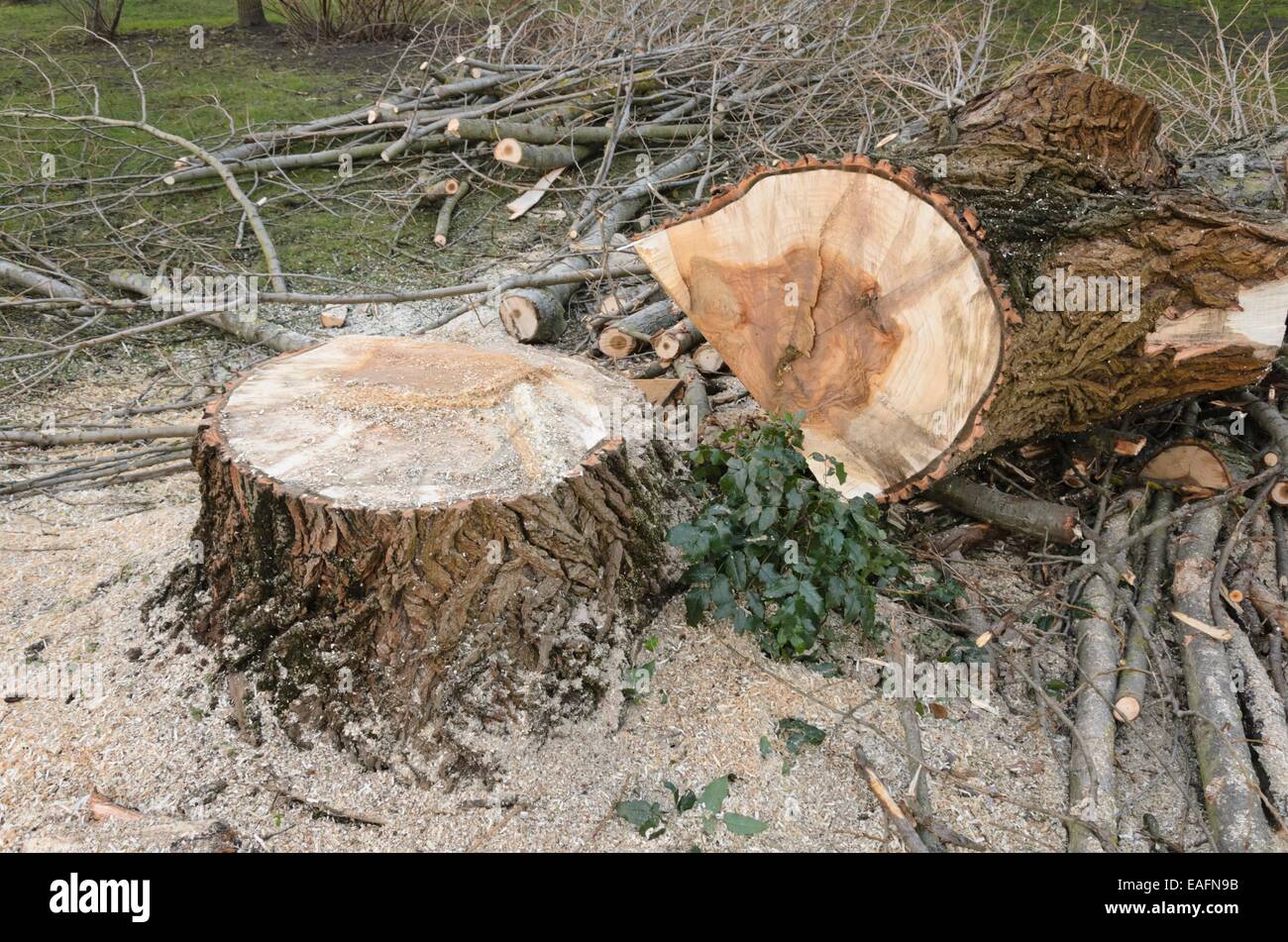 Poplar trees populus species hi-res stock photography and images - Alamy