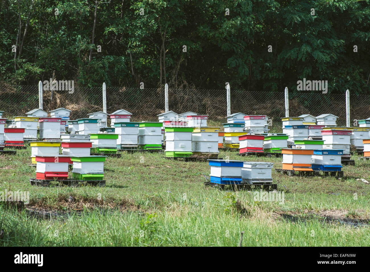 Beehives in bee farm. Forest of acacia trees Stock Photo - Alamy