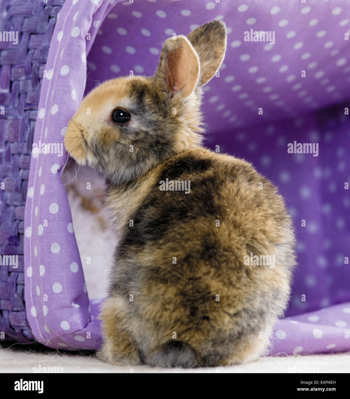 Dwarf Rabbit Tricoloured young sniffing a basket Germany Stock Photo ...