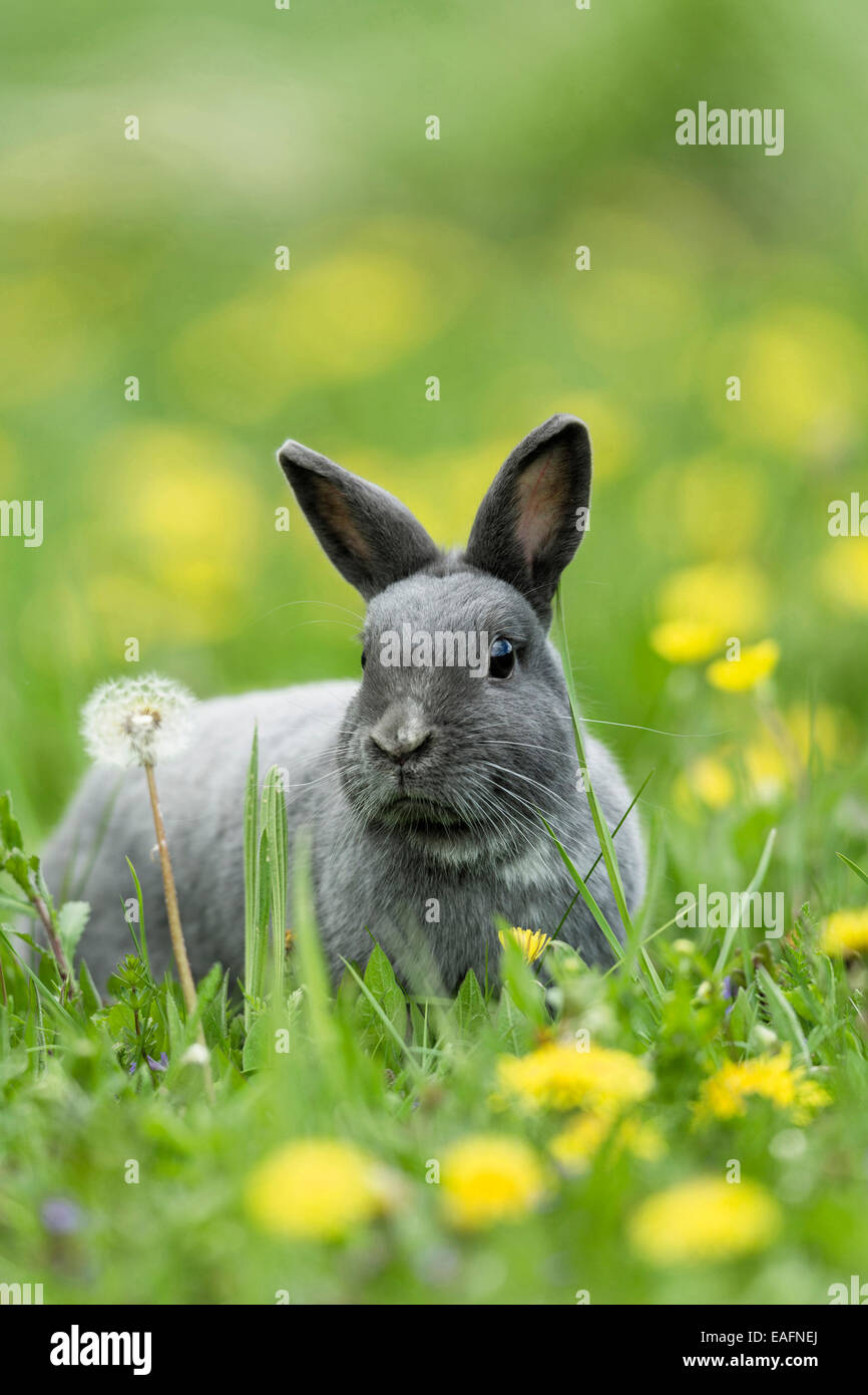Dwarf Rabbit Gray adult flowering meadow Germany Stock Photo - Alamy
