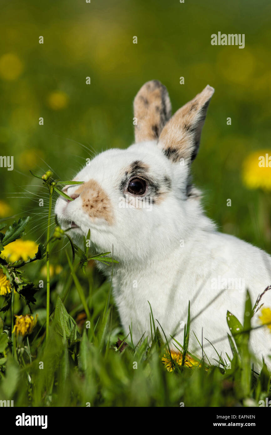Dwarf Rabbit Tricoloured adult flowering meadow sniffing at stalk ...
