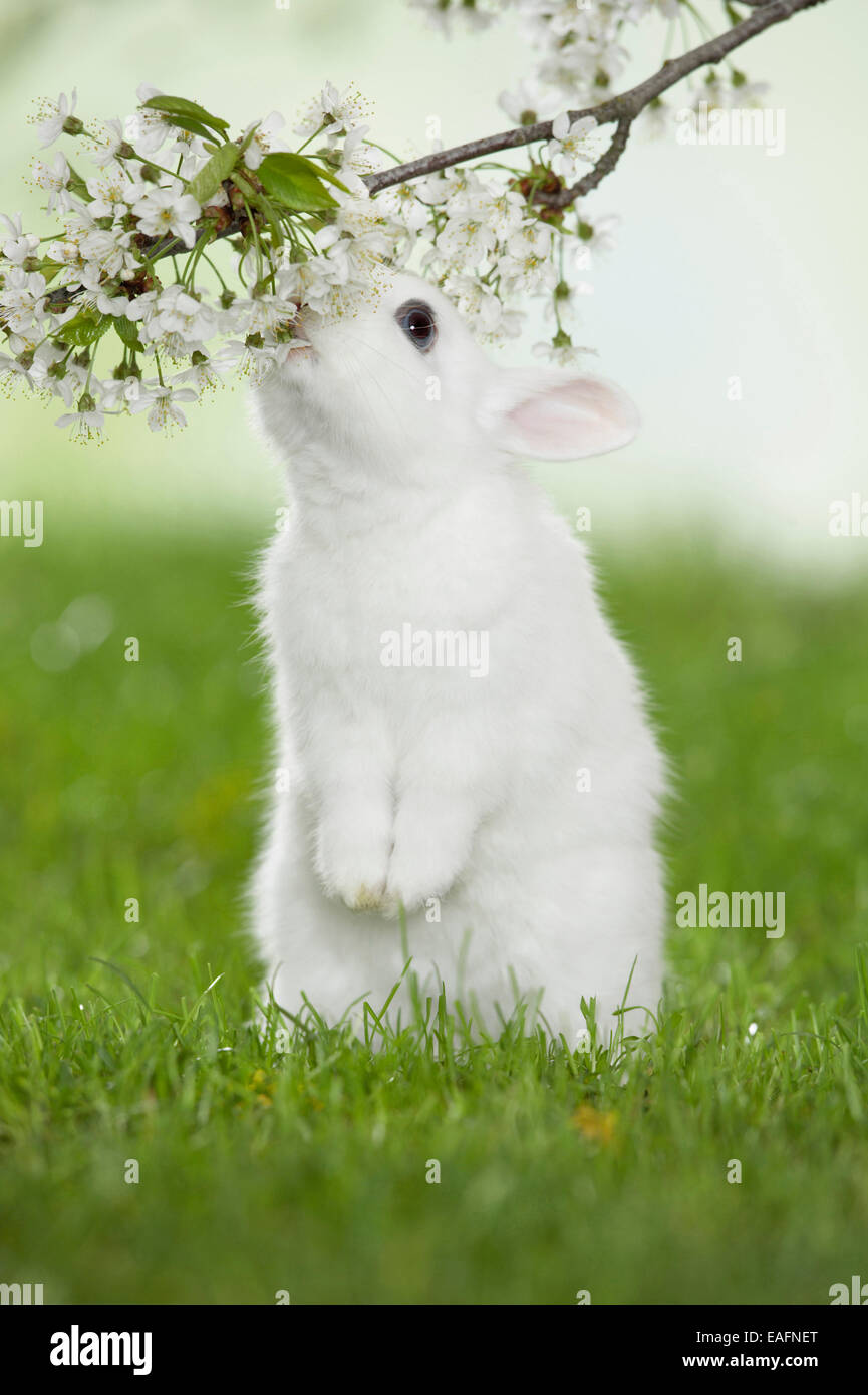Dwarf Rabbit White young sitting its haunches grass while sniffing at ...