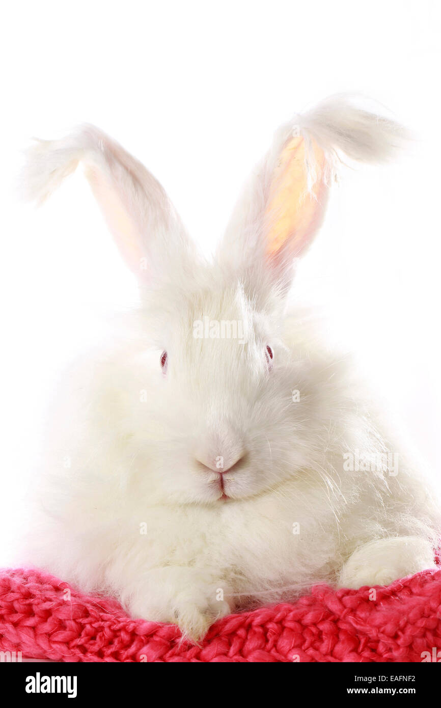 White Angora Rabbit red wool Studio picture against white background ...
