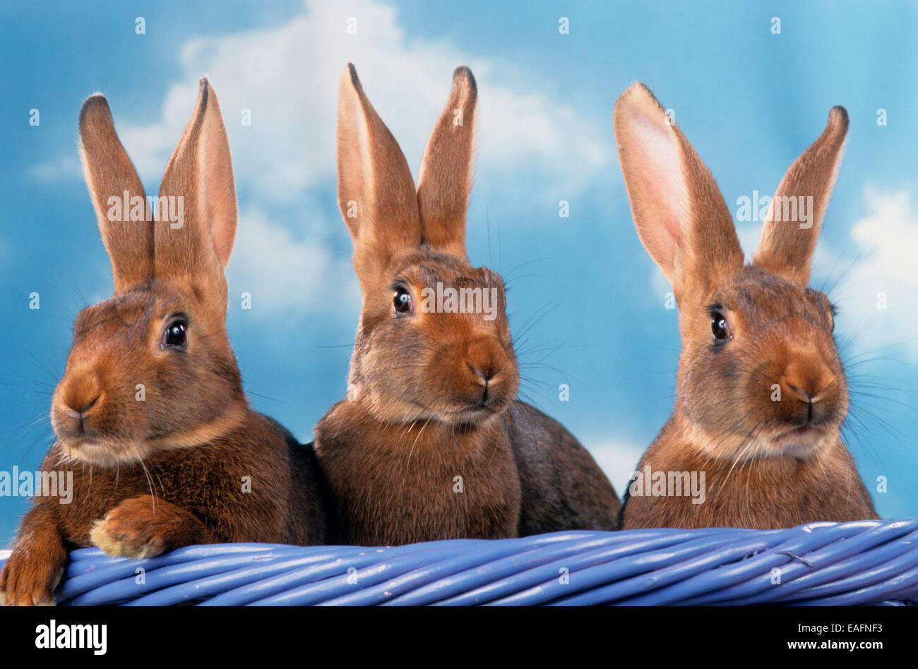 Domestic Rabbit Belgian hare Three adult blue basket Germany Stock ...