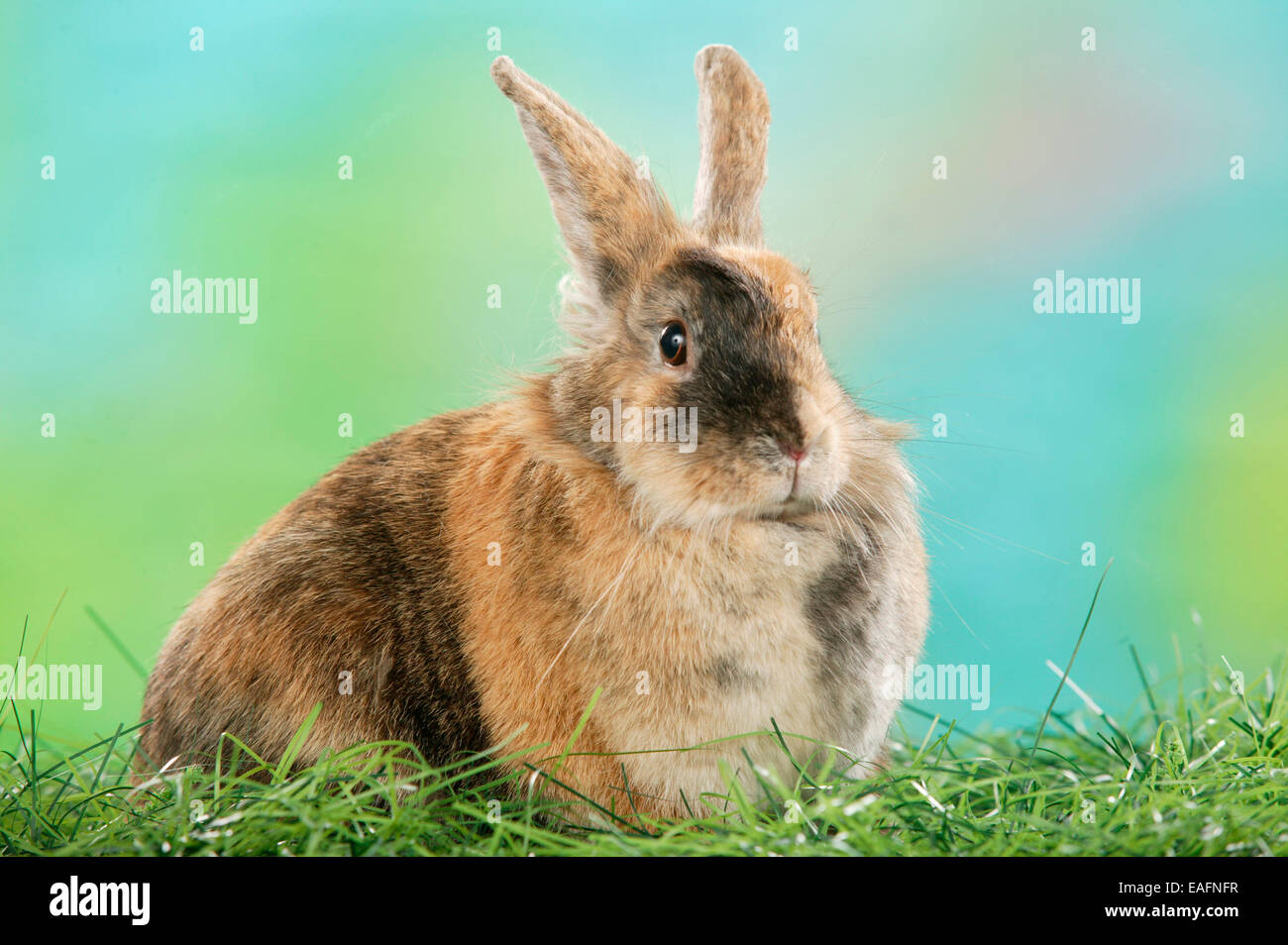 Netherland Dwarf Rabbit Grass High Resolution Stock Photography and ...