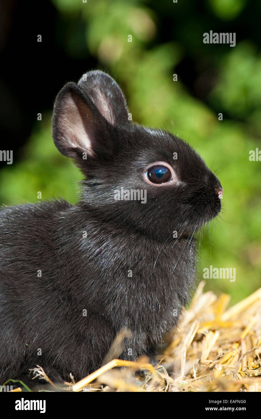 Full Grown Dwarf Rabbit