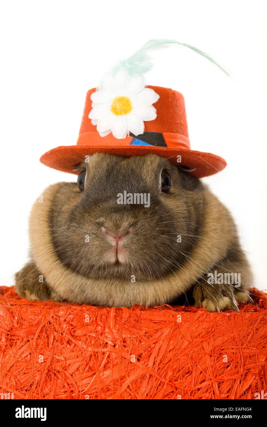 Dwarf rabbit wearing red hat Studio picture against white background ...