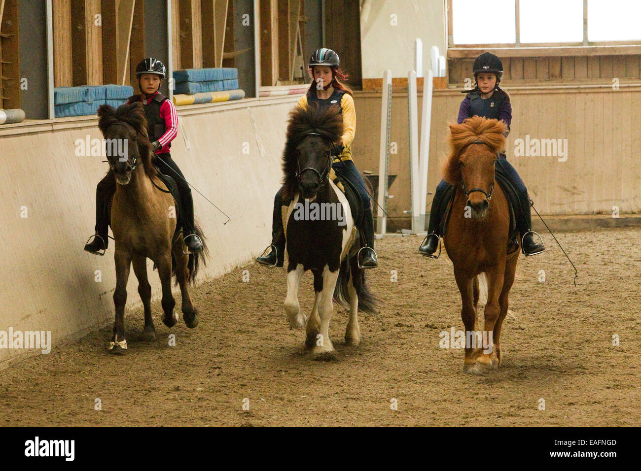 Islandic Horse Children riding hall Islandic Horses Stock Photo - Alamy