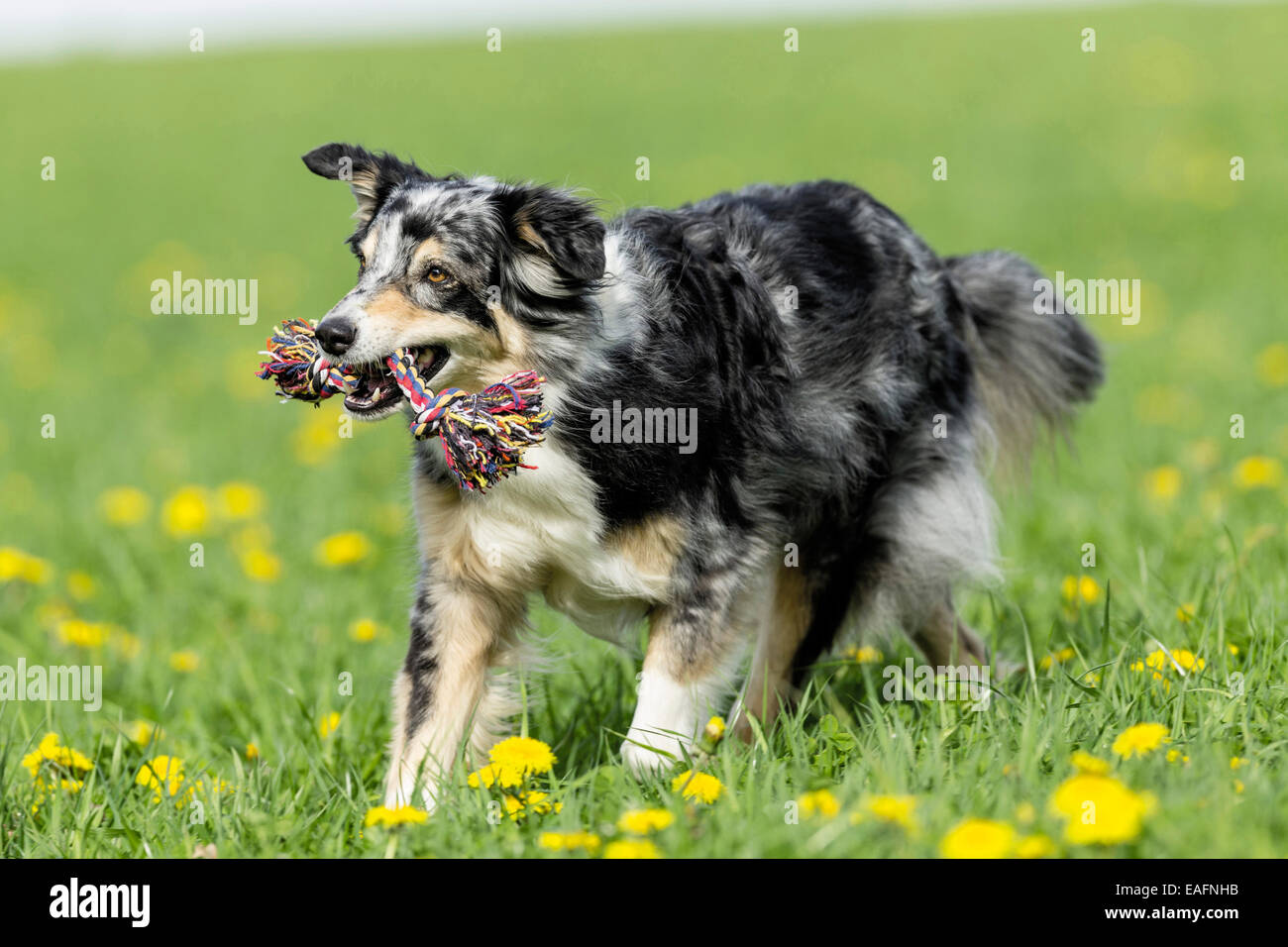Australian Shepherd Adult fetching colourful rope while running meadow ...