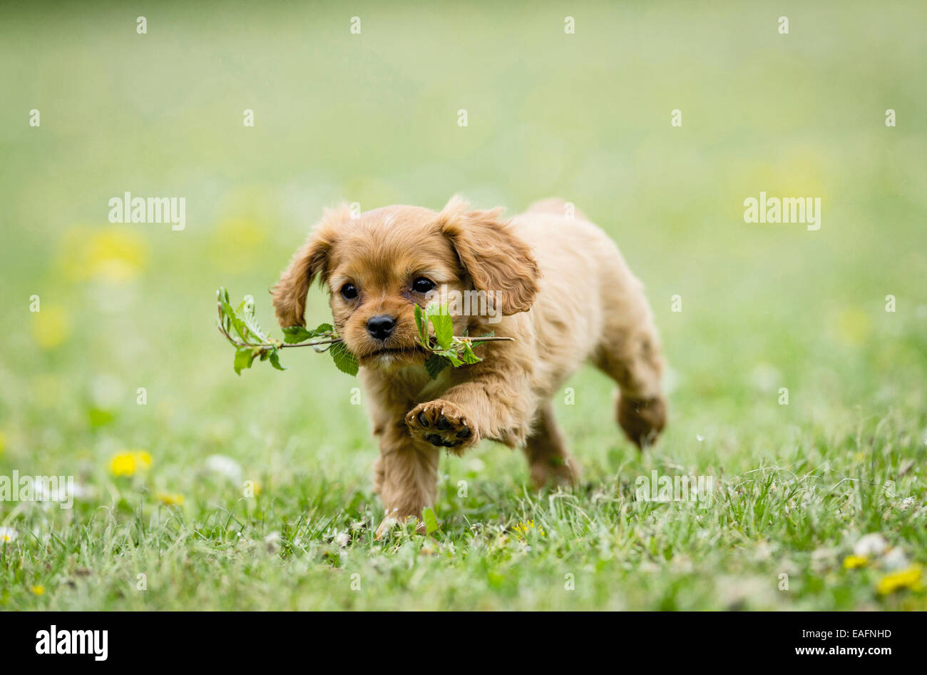 Cavalier King Charles Spaniel Puppy running meadow while carrying twig ...