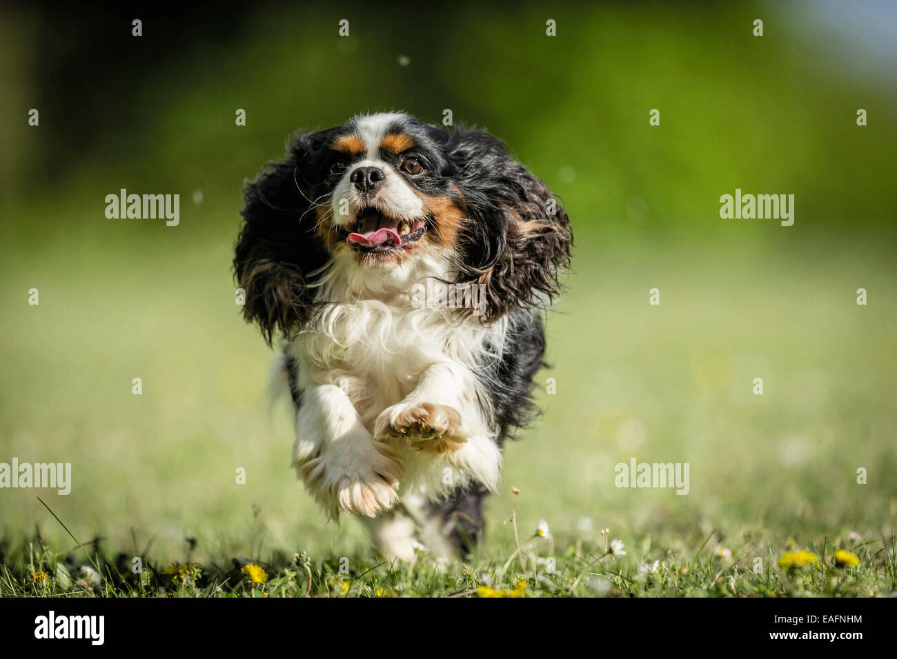 Cavalier King Charles Spaniel Adult running meadow Germany Stock Photo ...