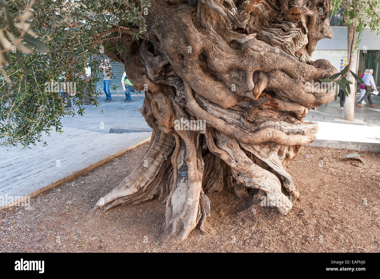 Olivenbaum palma hi-res stock photography and images - Alamy