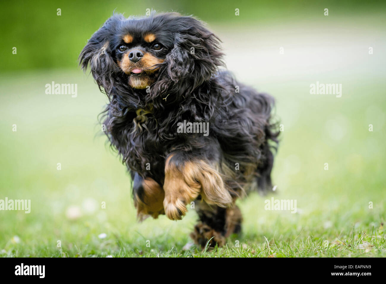 Cavalier King Charles Spaniel Adult running meadow Germany Stock Photo ...