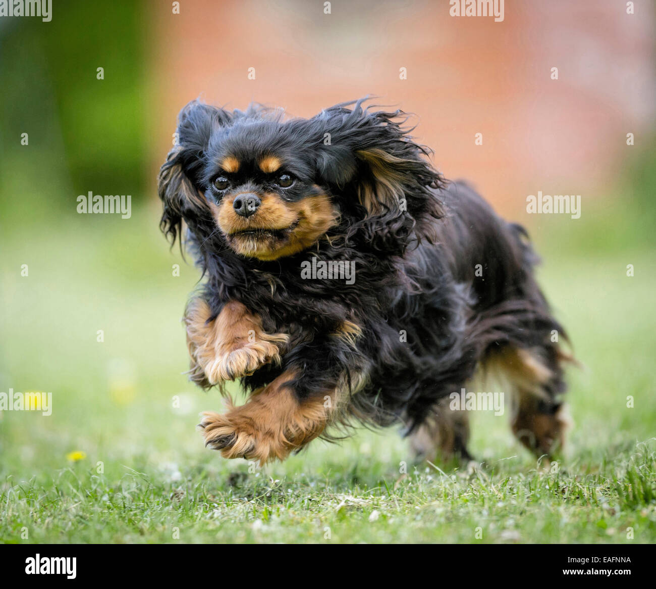 Cavalier King Charles Spaniel Adult running meadow Germany Stock Photo ...