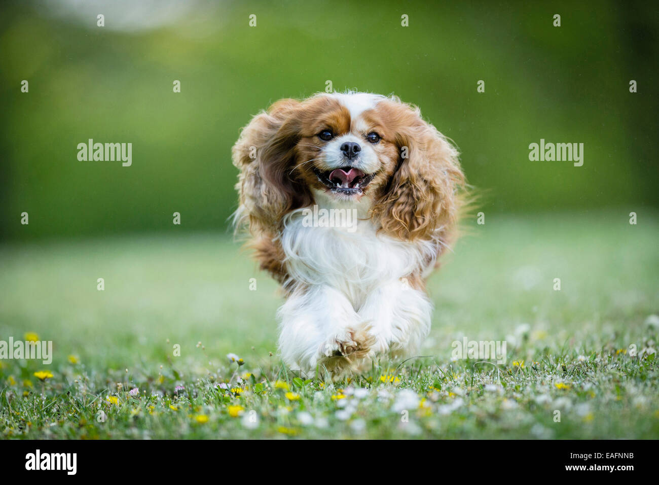 Cavalier King Charles Spaniel Adult running meadow Germany Stock Photo ...