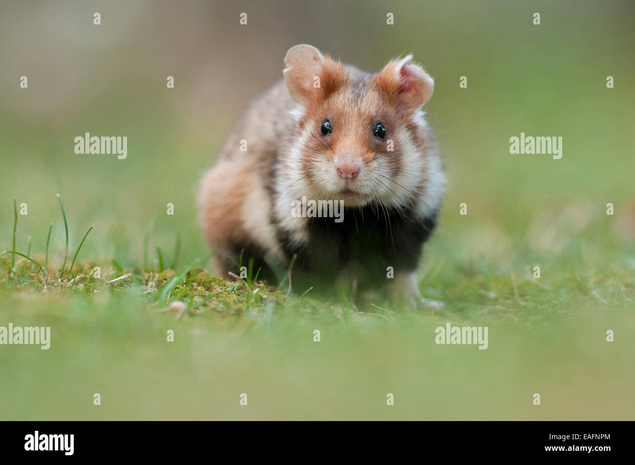 Common Hamster Cricetus cricetus Adult meadow Vienna Austria Stock ...