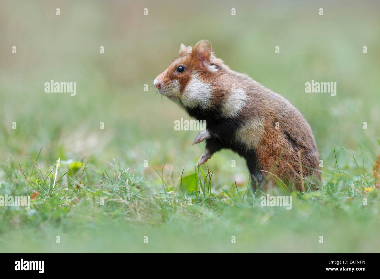 Common Hamster Cricetus cricetus Adult standing its haunches meadow ...