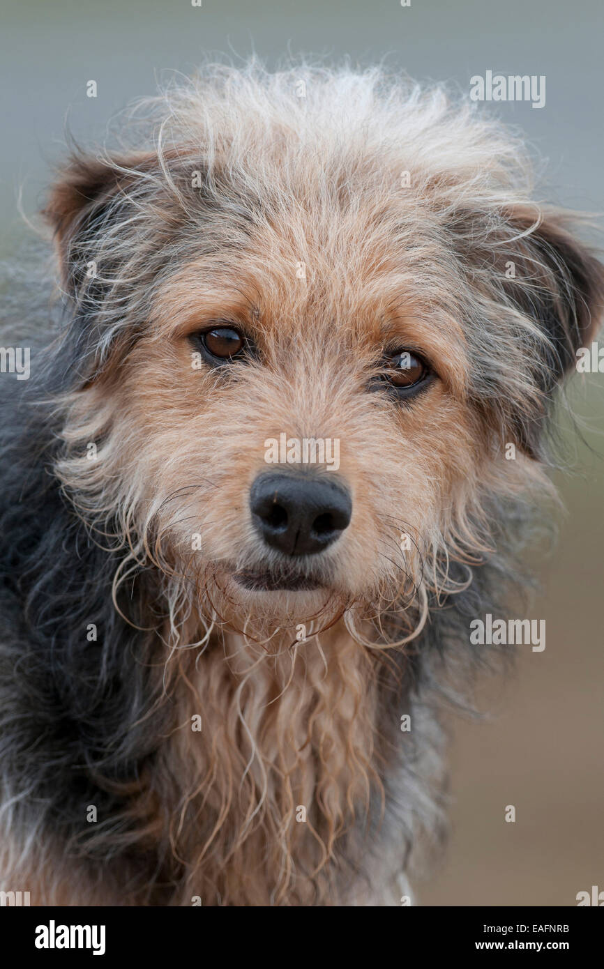 Bosnian hound hi-res stock photography and images - Alamy