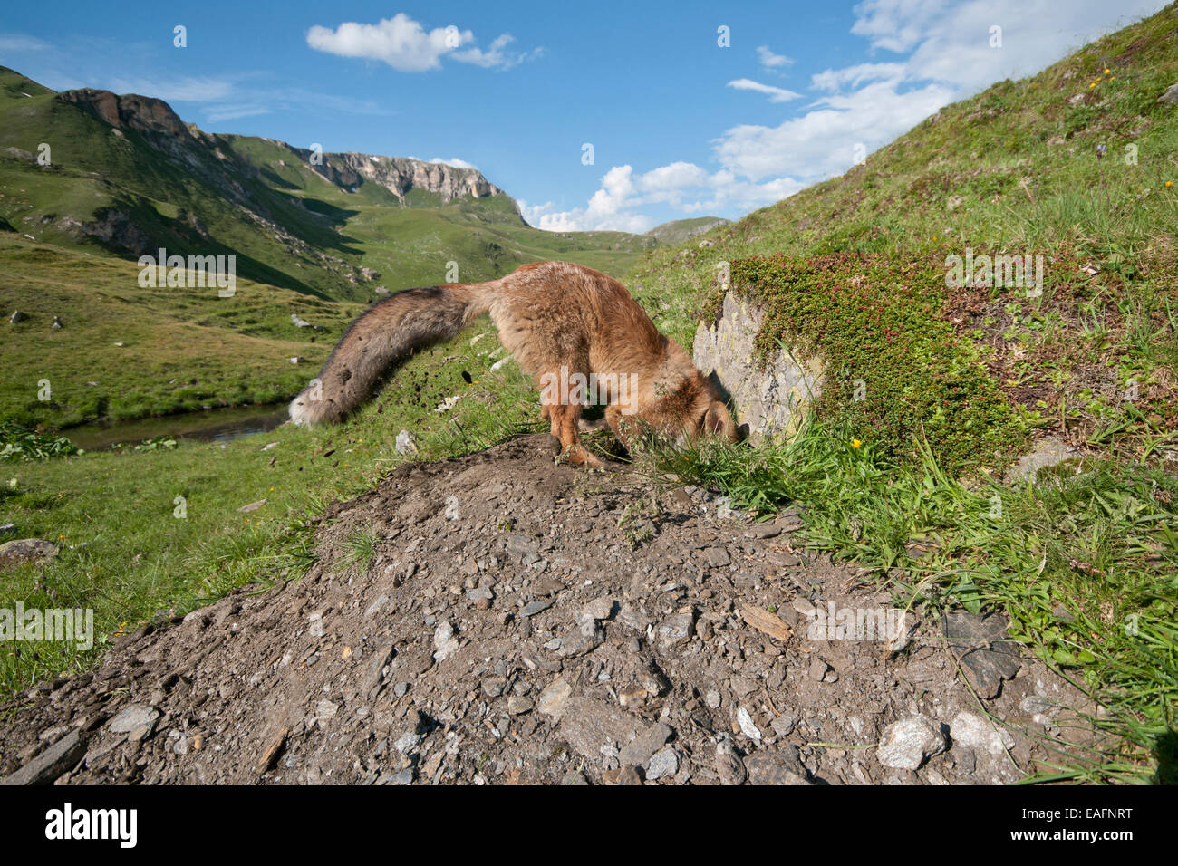 Adult fox digging hi-res stock photography and images - Alamy
