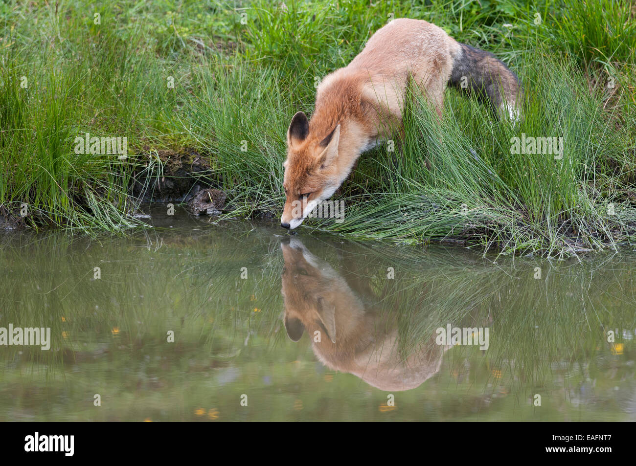 Red fox drinking from water hi-res stock photography and images - Alamy