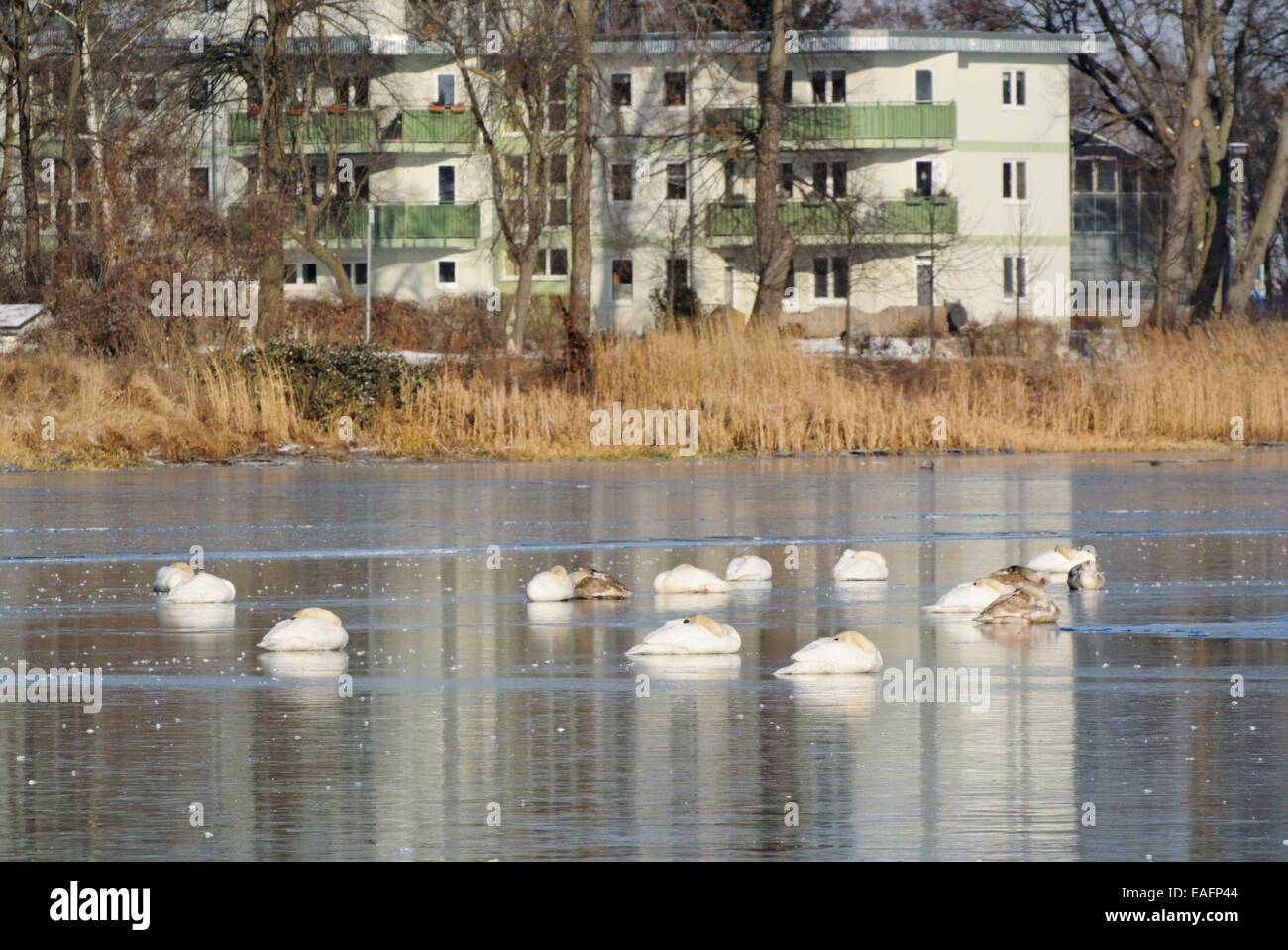 Mute swans (Cygnus olor) sleeping on a frozen channel Stock Photo - Alamy