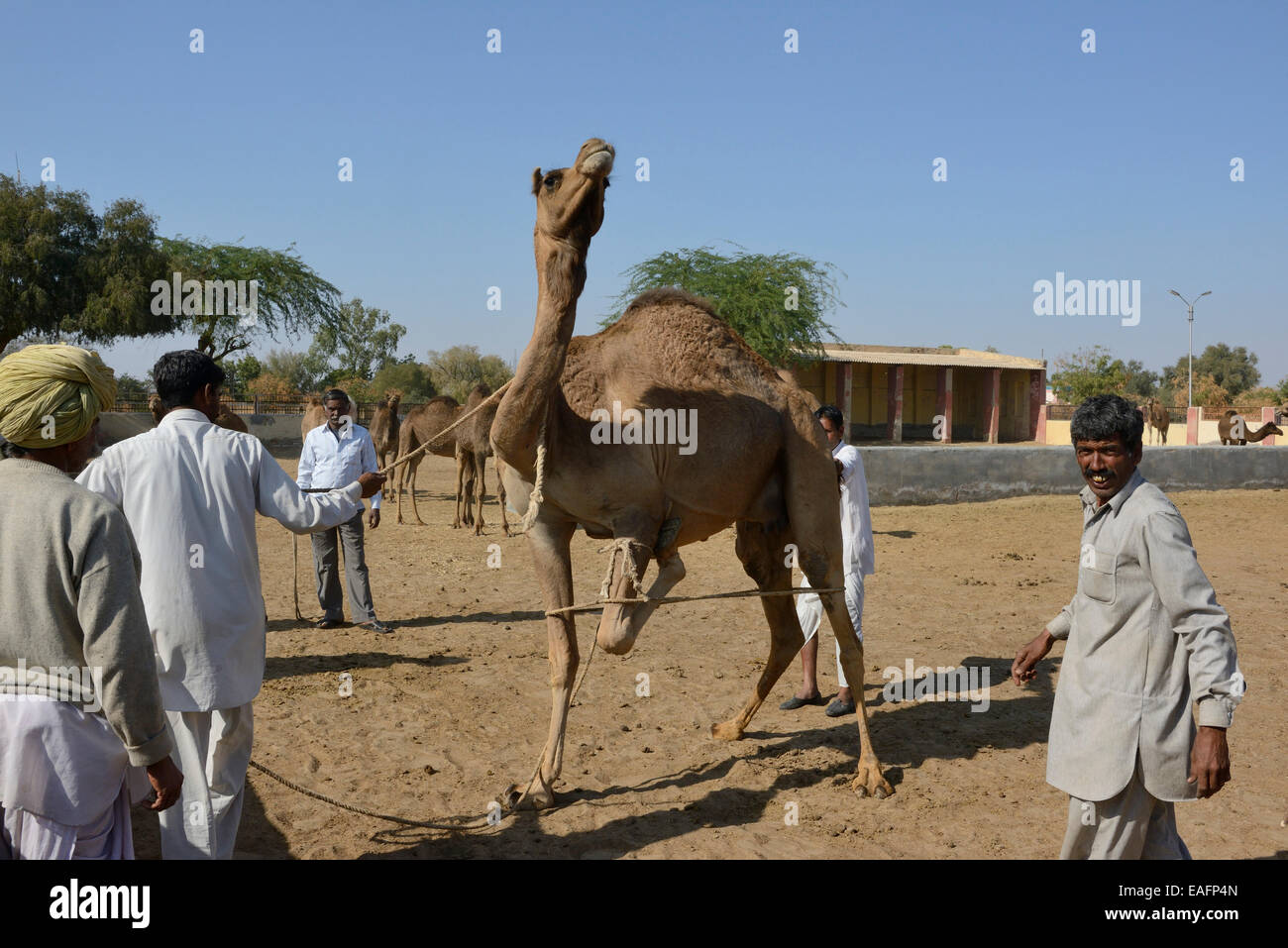 India, Rajasthan, Marwar region, Bikaner, camel farm, the nursery Stock ...