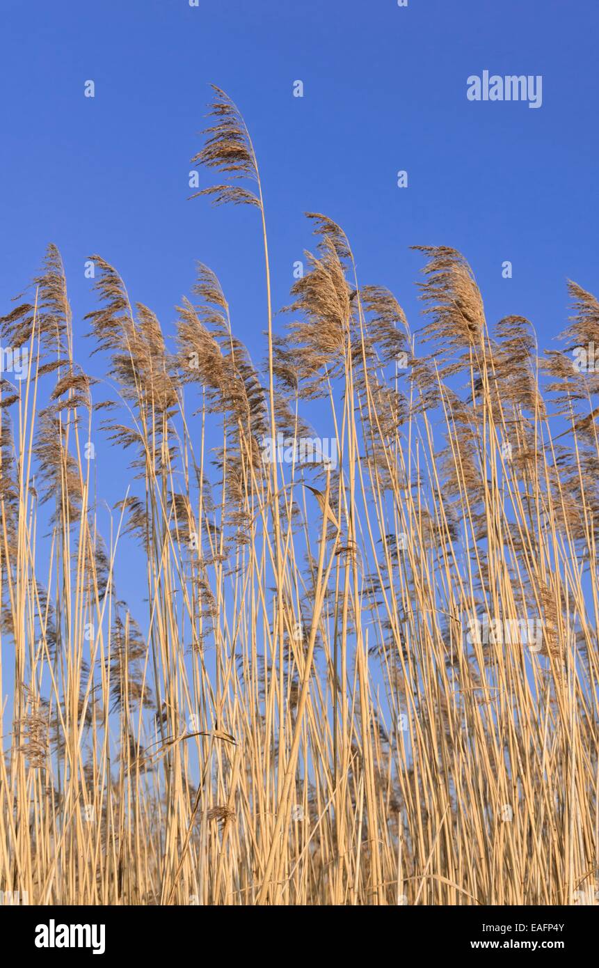 Common reed (Phragmites australis Stock Photo - Alamy
