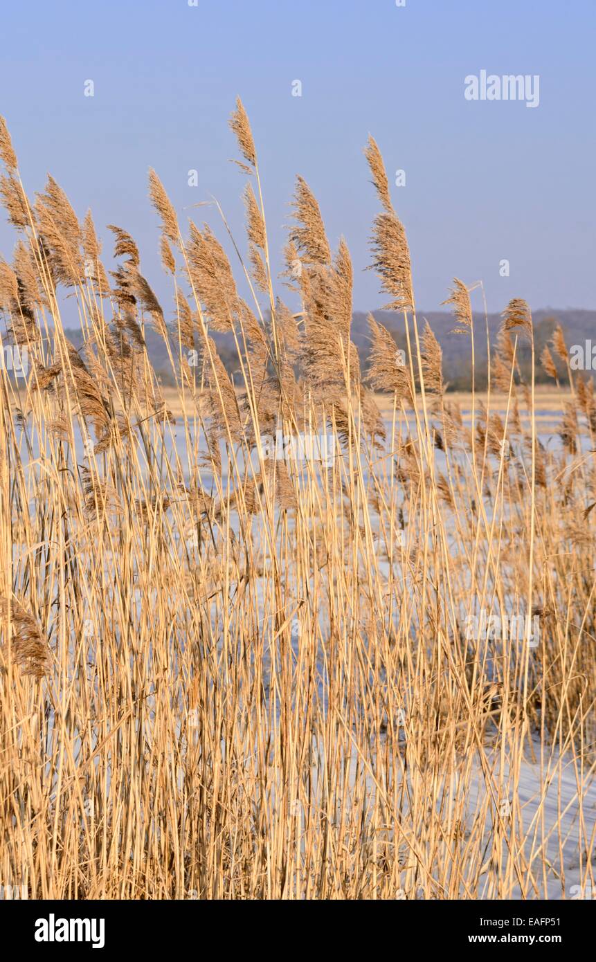 Common reed (Phragmites australis Stock Photo - Alamy