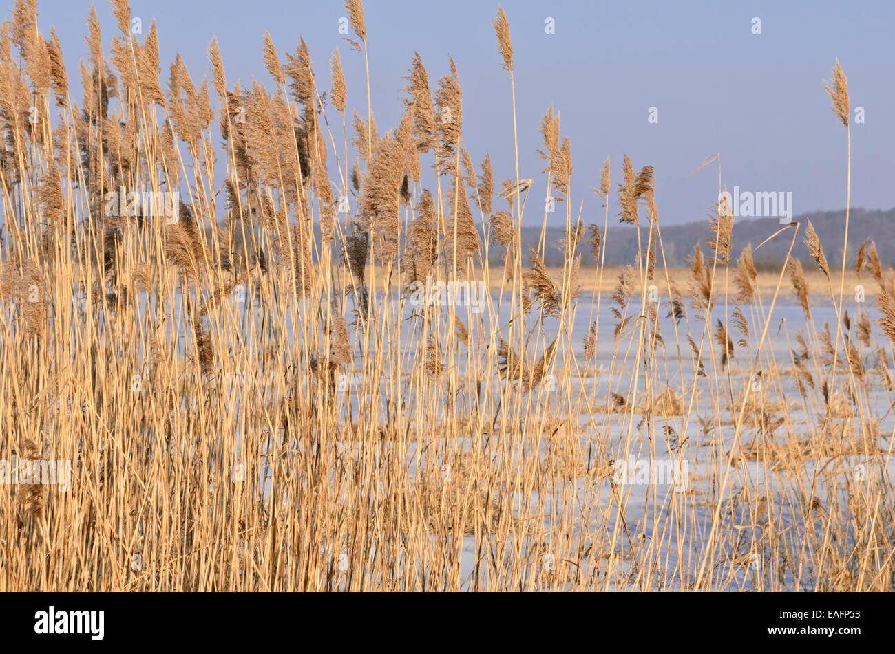 Common reed (Phragmites australis Stock Photo - Alamy