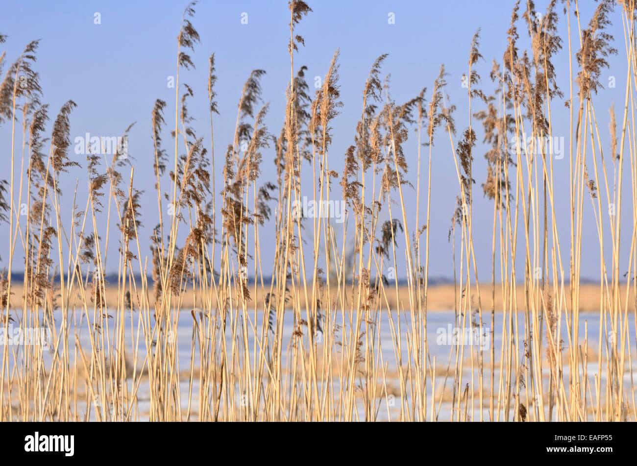 Common reed (Phragmites australis Stock Photo - Alamy
