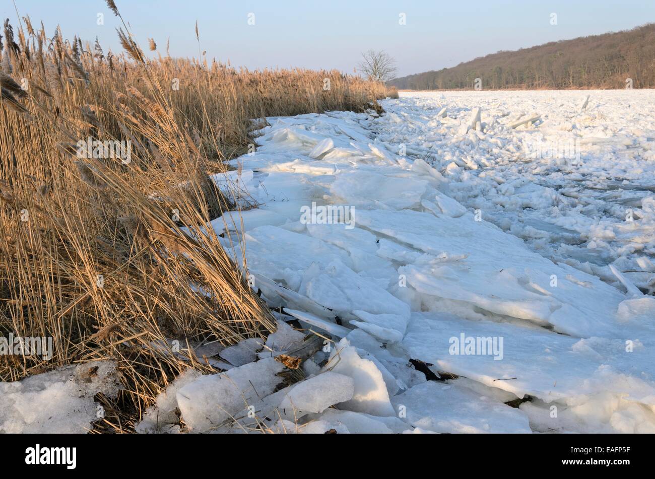 Drifting ice on Oder River, Lower Oder Valley National Park, Germany ...