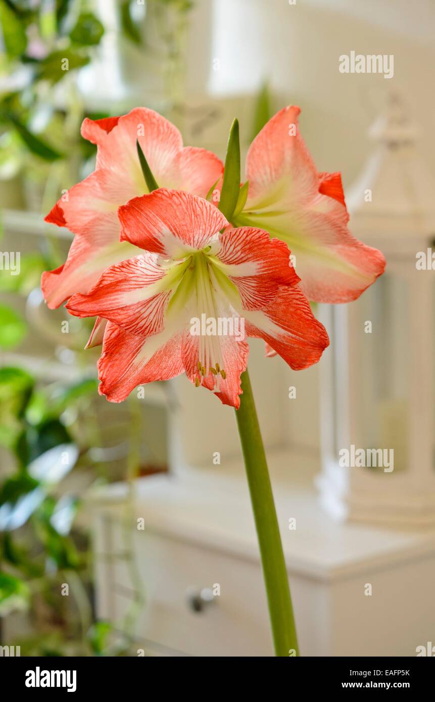 Hippeastrum hippeastrum hi-res stock photography and images - Alamy