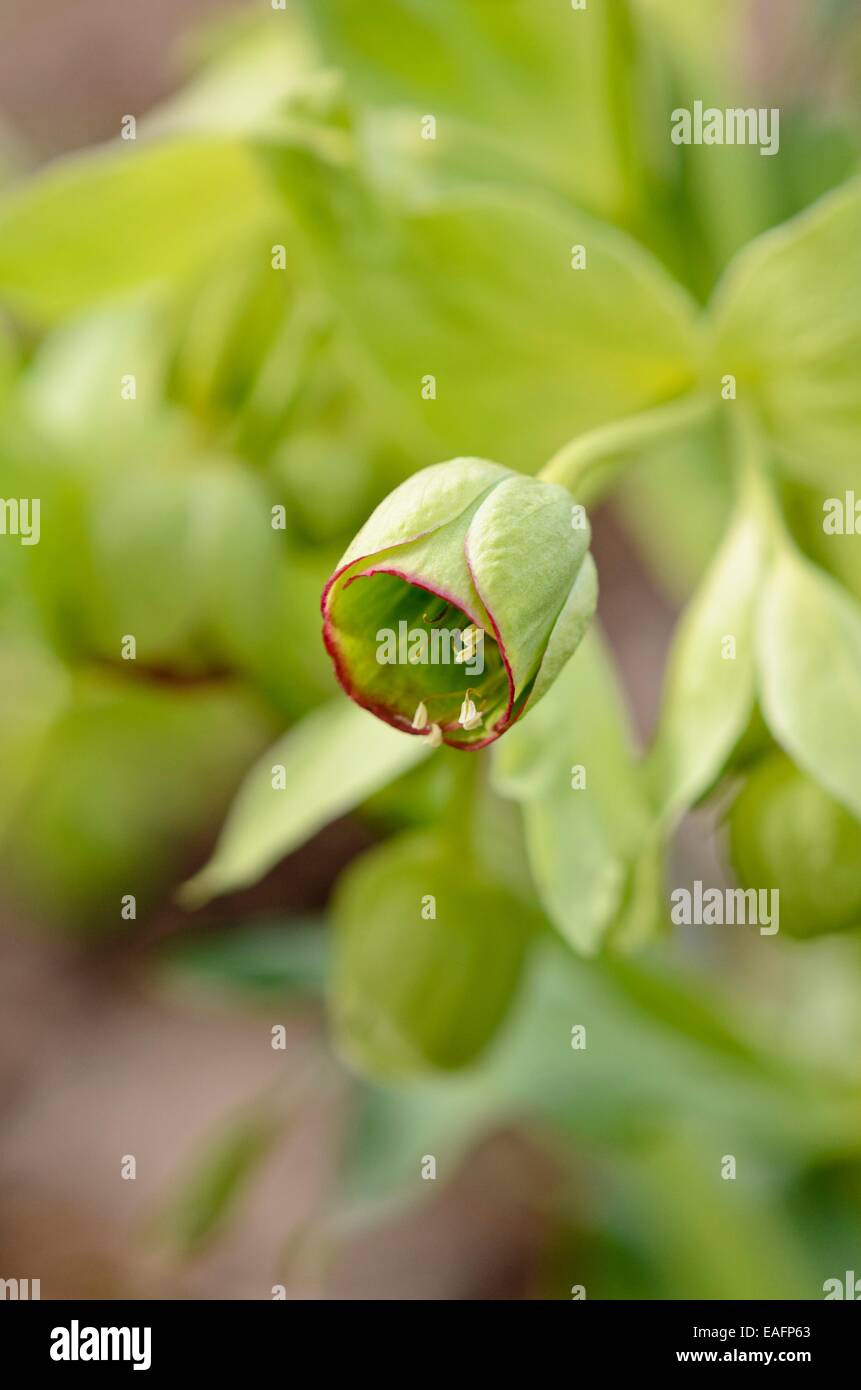 Stinking hellebore (Helleborus foetidus Stock Photo - Alamy Stinking hellebore (Helleborus foetidus Stock Photo - Alamy