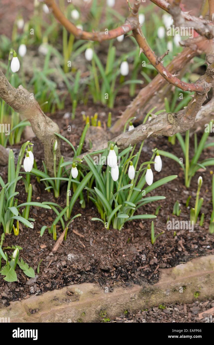 Common snowdrop (Galanthus nivalis Stock Photo - Alamy