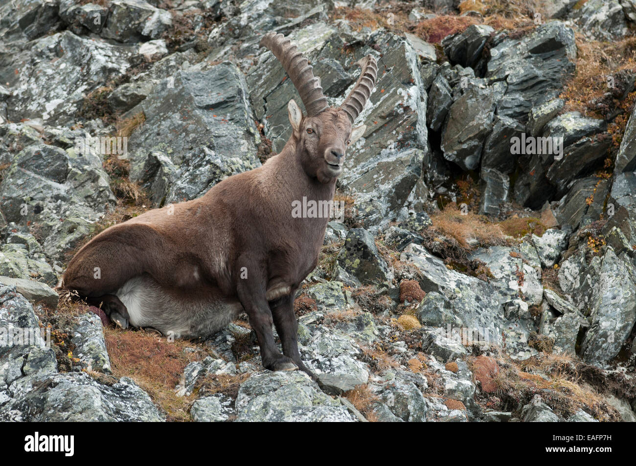 Alpine Ibex Capra ibex Male resting rocky hillside Austria Stock Photo ...