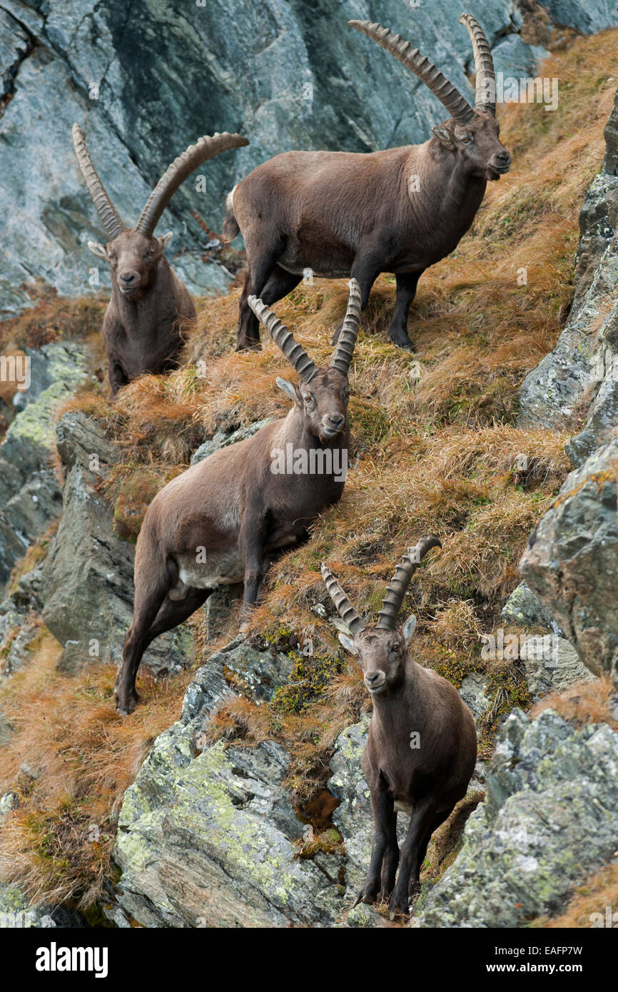 Alpine Ibex (Capra ibex). Four males standing on rocks Austria Stock ...